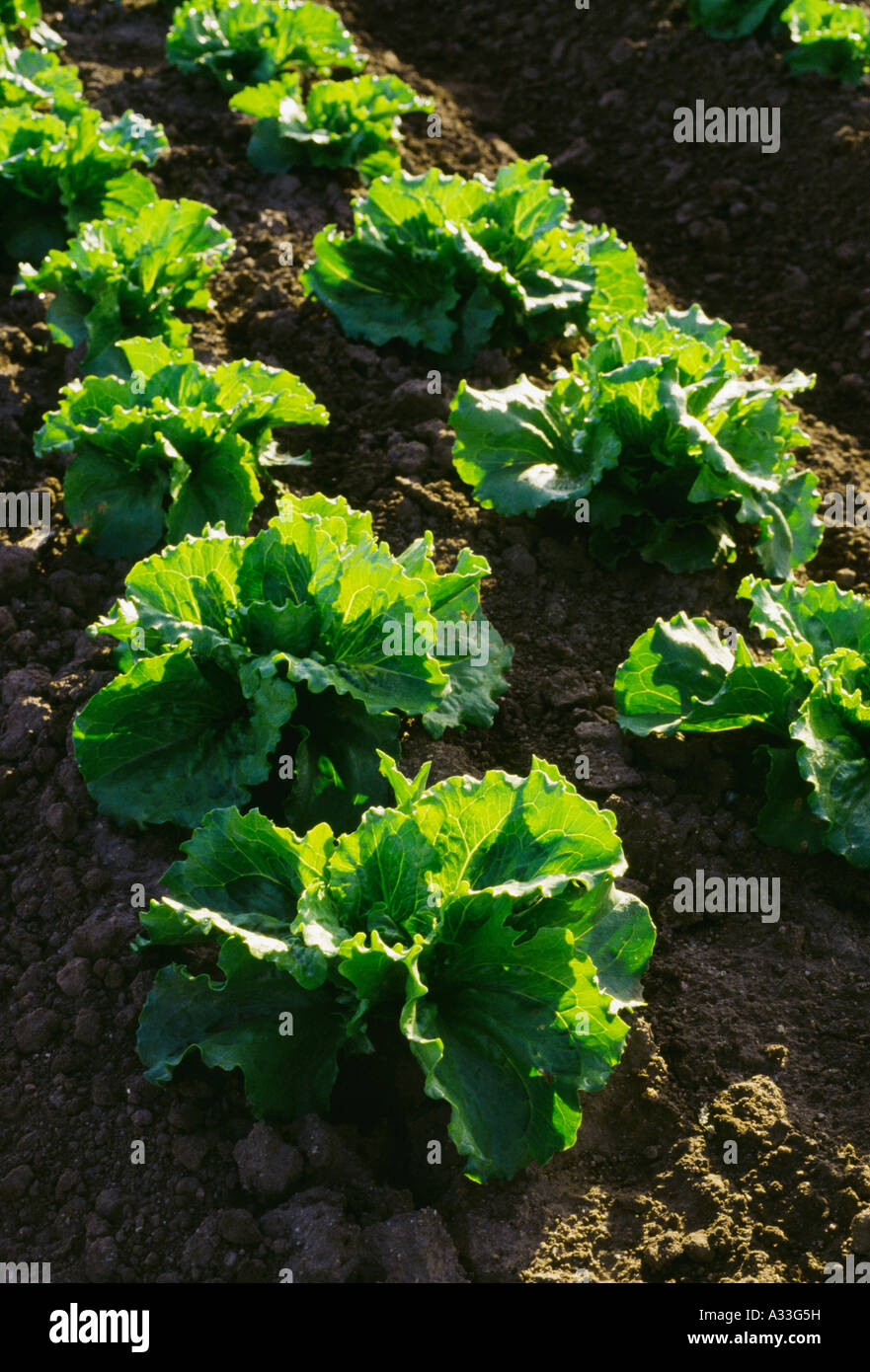 Agriculture - Early growth Iceberg lettuce plants in the field ...