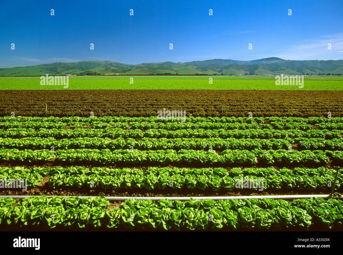 Agriculture - Lettuce field with strips of Butter, Red Leaf and Green ...