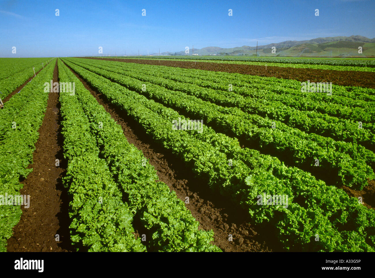 Agriculture - Field of mature, harvest ready Green Leaf lettuce ...