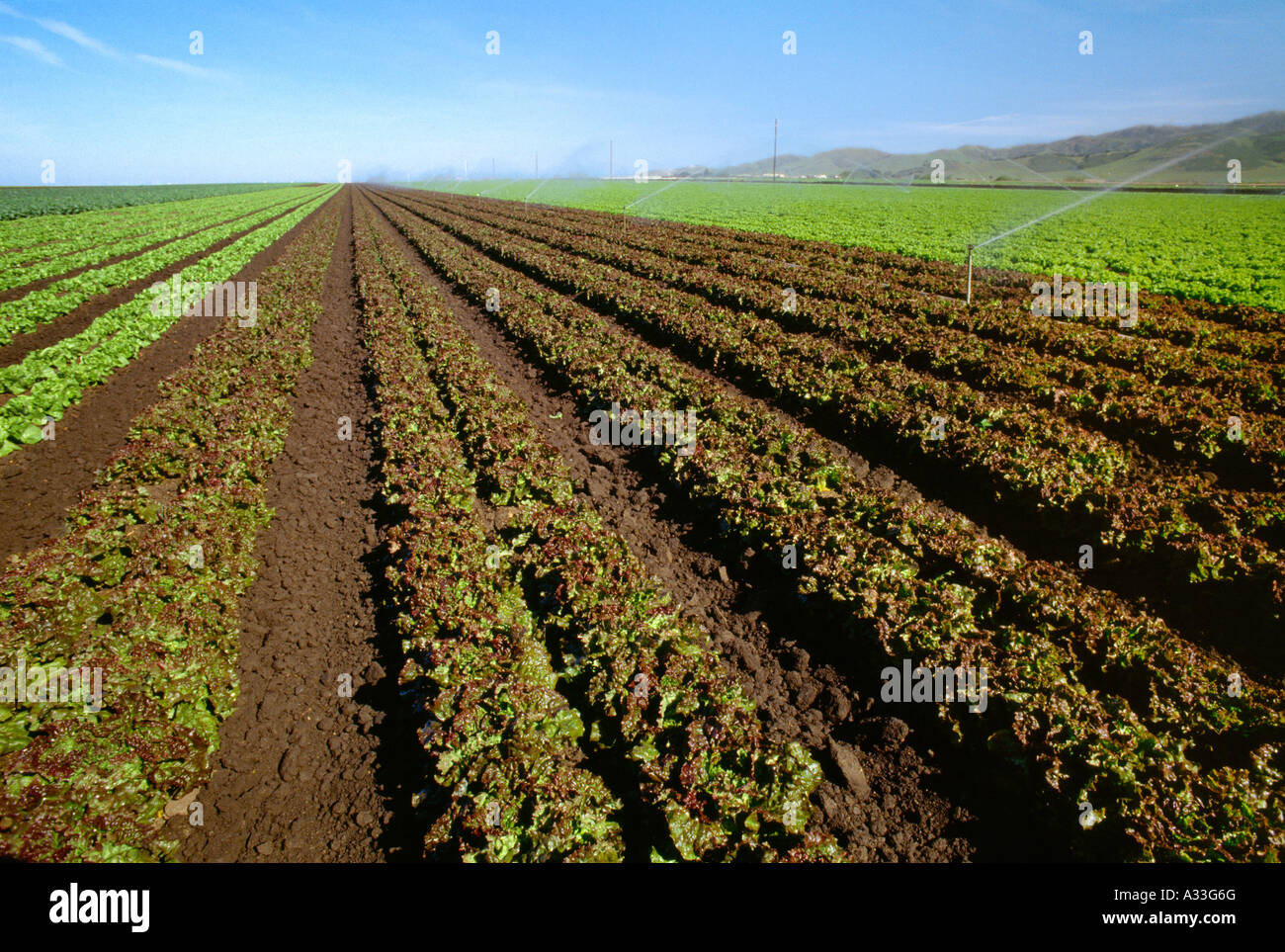 Agriculture - Semi mature Red Leaf lettuce crop with rows of Green Leaf ...