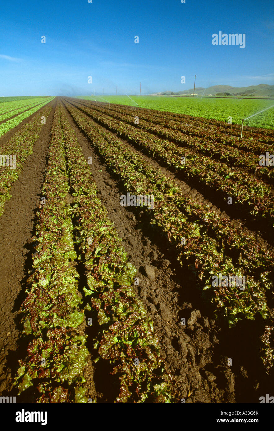 Agriculture - Semi mature Red Leaf lettuce crop with rows of Green Leaf ...