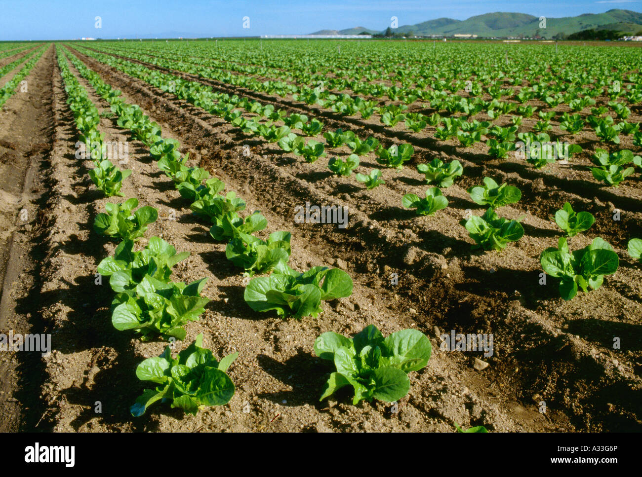 Agriculture - Rows of early growth Romaine lettuce / Salinas Valley ...