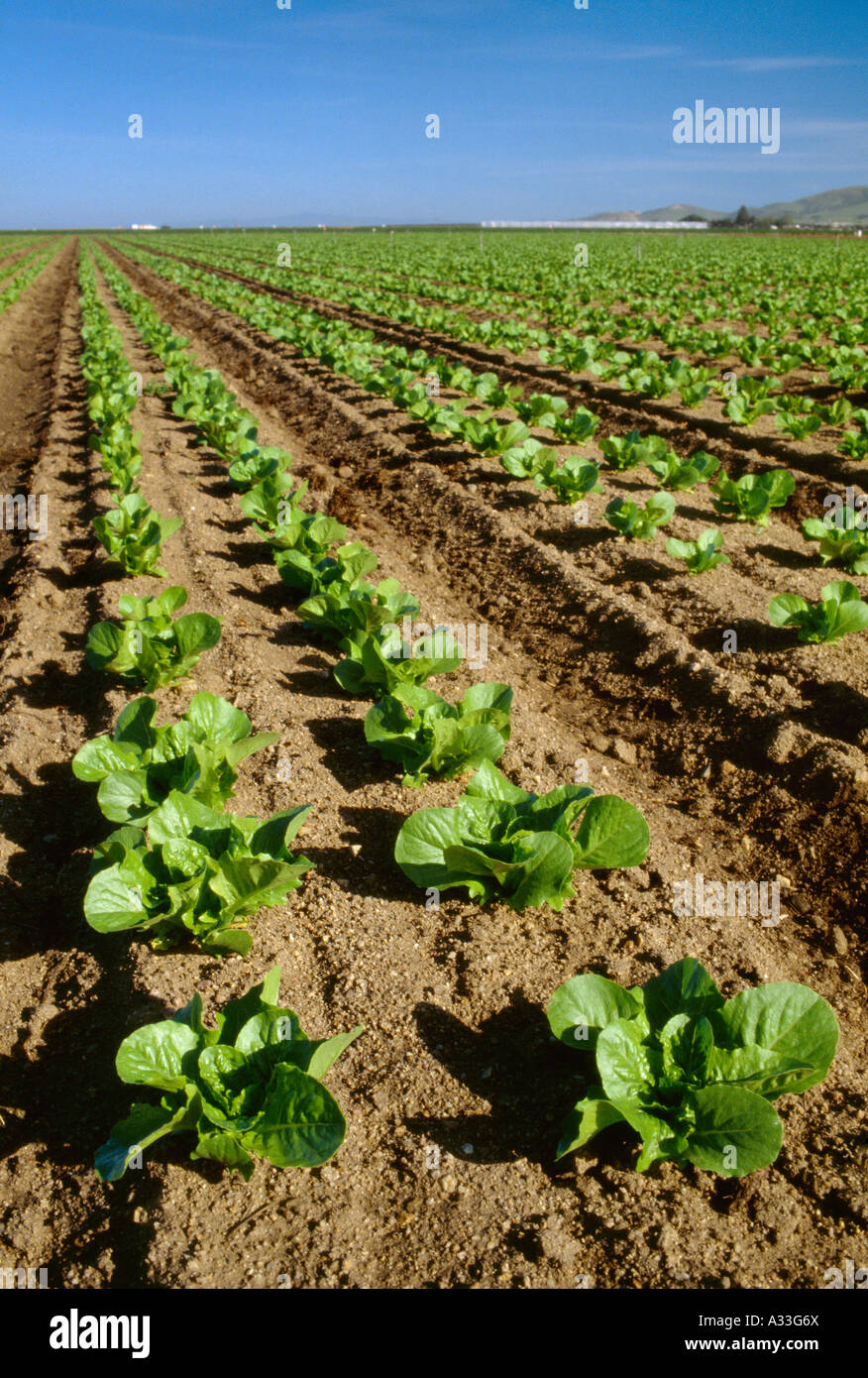 Agriculture - Rows of early growth Romaine lettuce / Salinas Valley ...