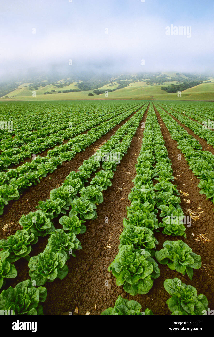 Agriculture - Field of mature, harvest ready Romaine lettuce / Salinas ...