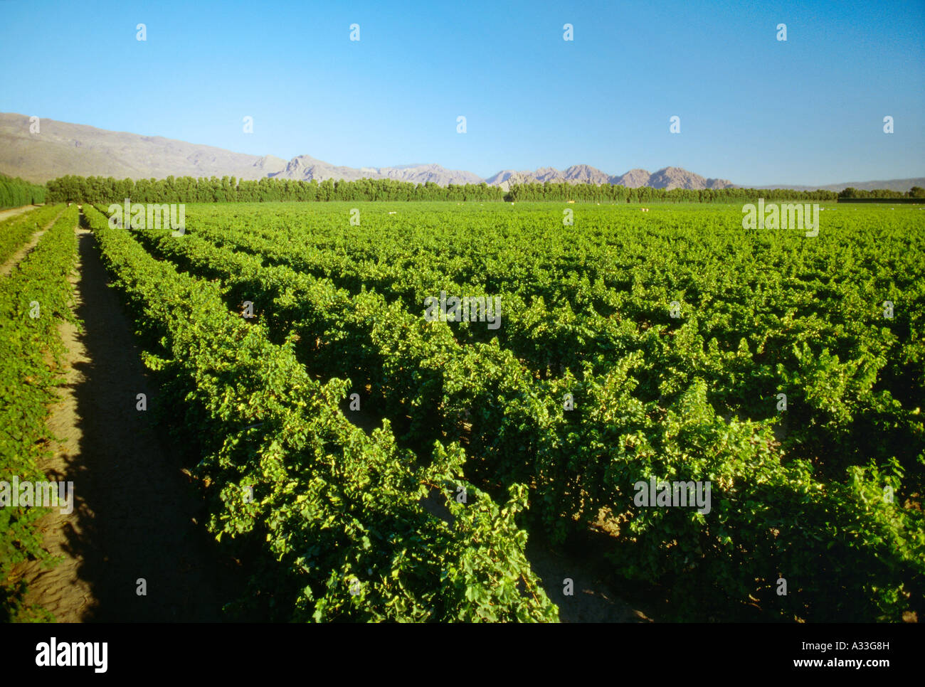 Agriculture - Mature desert table grape vineyard in early summer ...