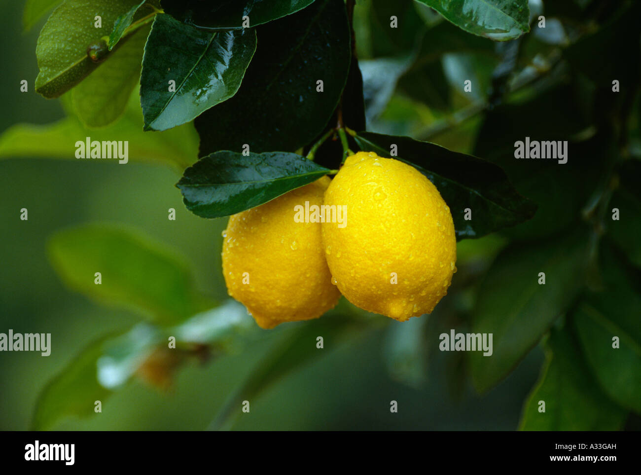 Agriculture - Mature Lisbon Limoneira lemons on the tree / San Joaquin ...