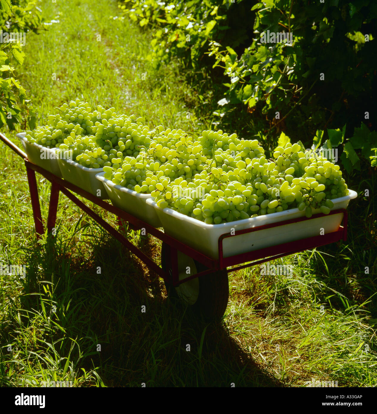 Agriculture - Harvested bunches of Thompson Seedless grapes in a field ...