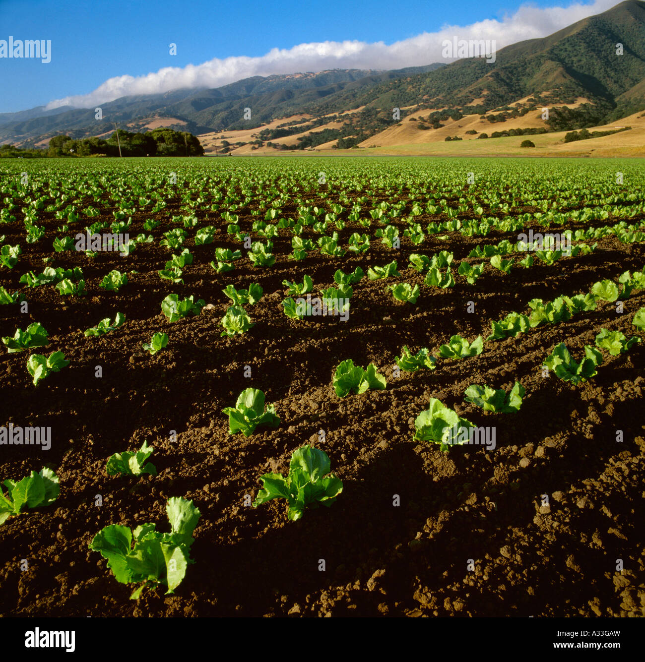 Agriculture - Early growth Iceberg lettuce field in early morning light ...