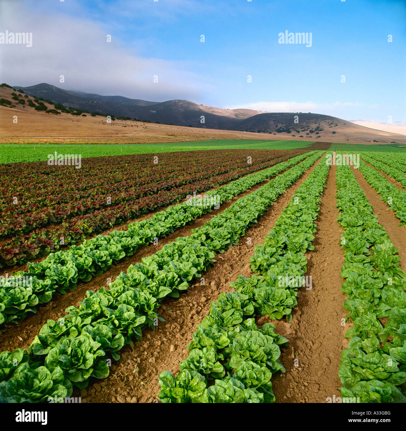 Agriculture - Mid growth Green and Red Leaf lettuce in alternating ...