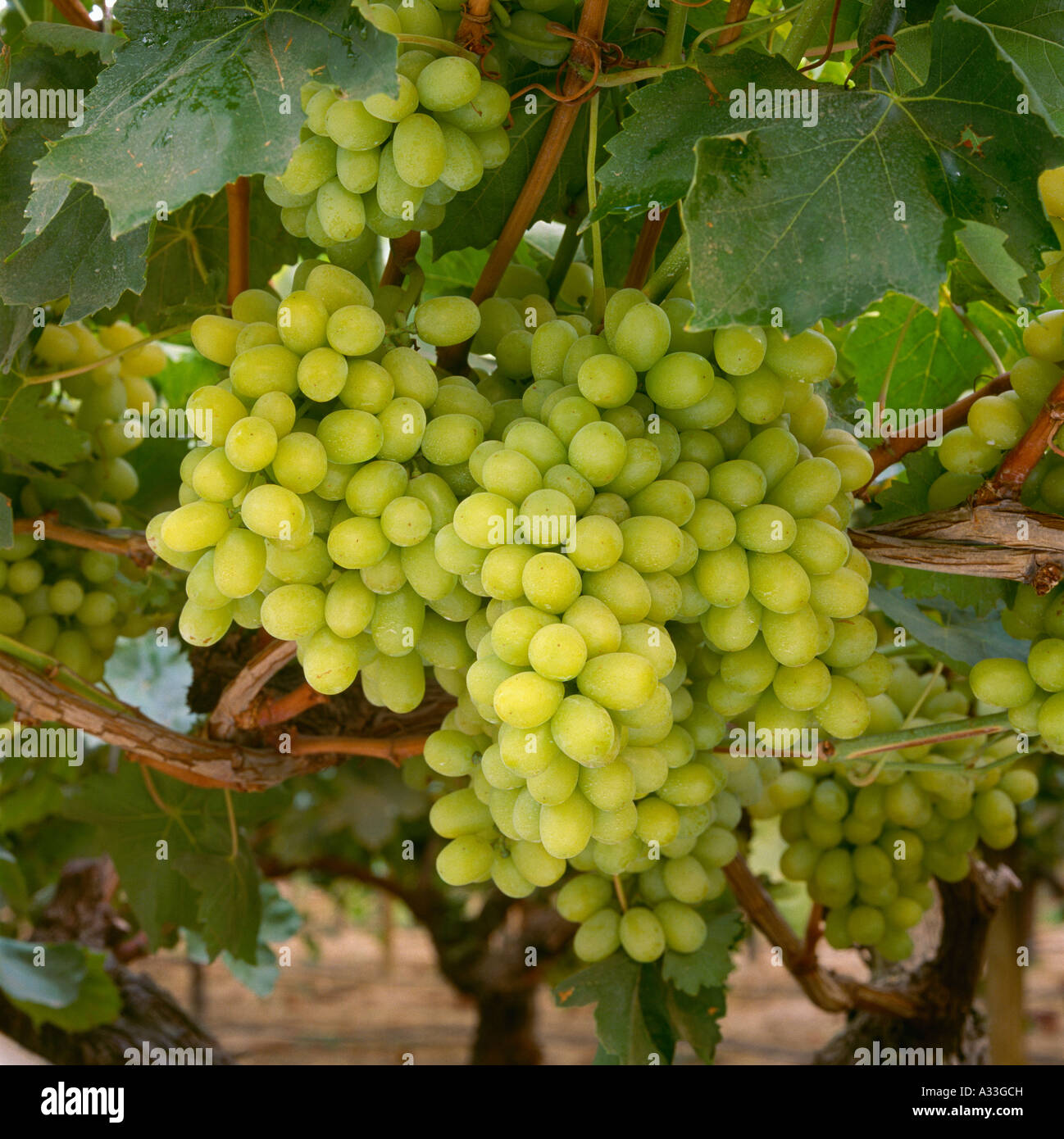 Thompson seedless table grapes hi-res stock photography and images - Alamy