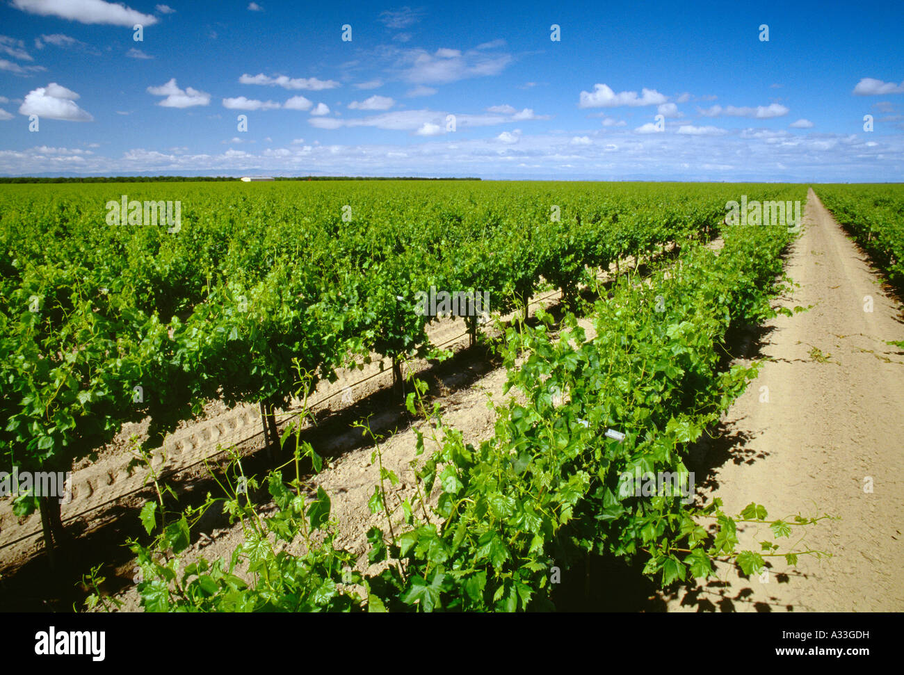 Thompson Seedless table grape vineyard with mid Spring foliage growth ...