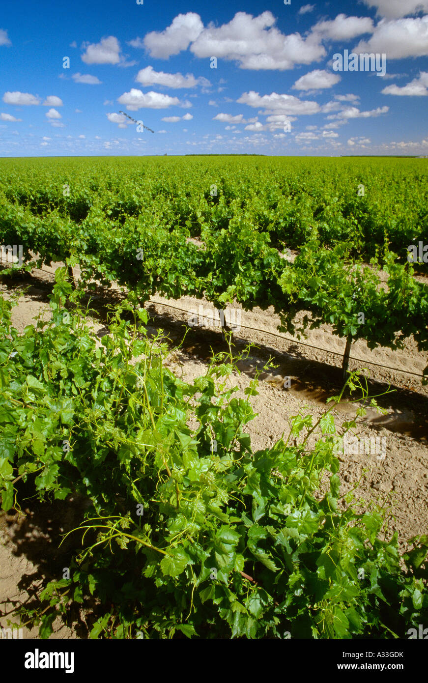 Thompson seedless table grapes hi-res stock photography and images - Alamy Thompson seedless table grapes hi-res stock photography and images - Alamy