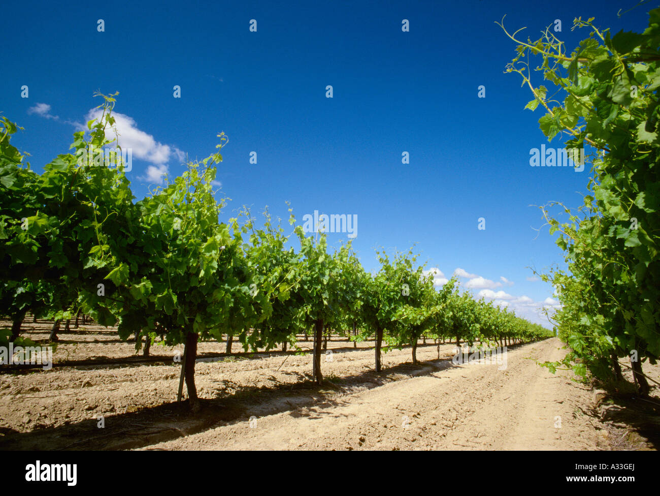 Thompson Seedless table grape vineyard with mid Spring foliage growth ...