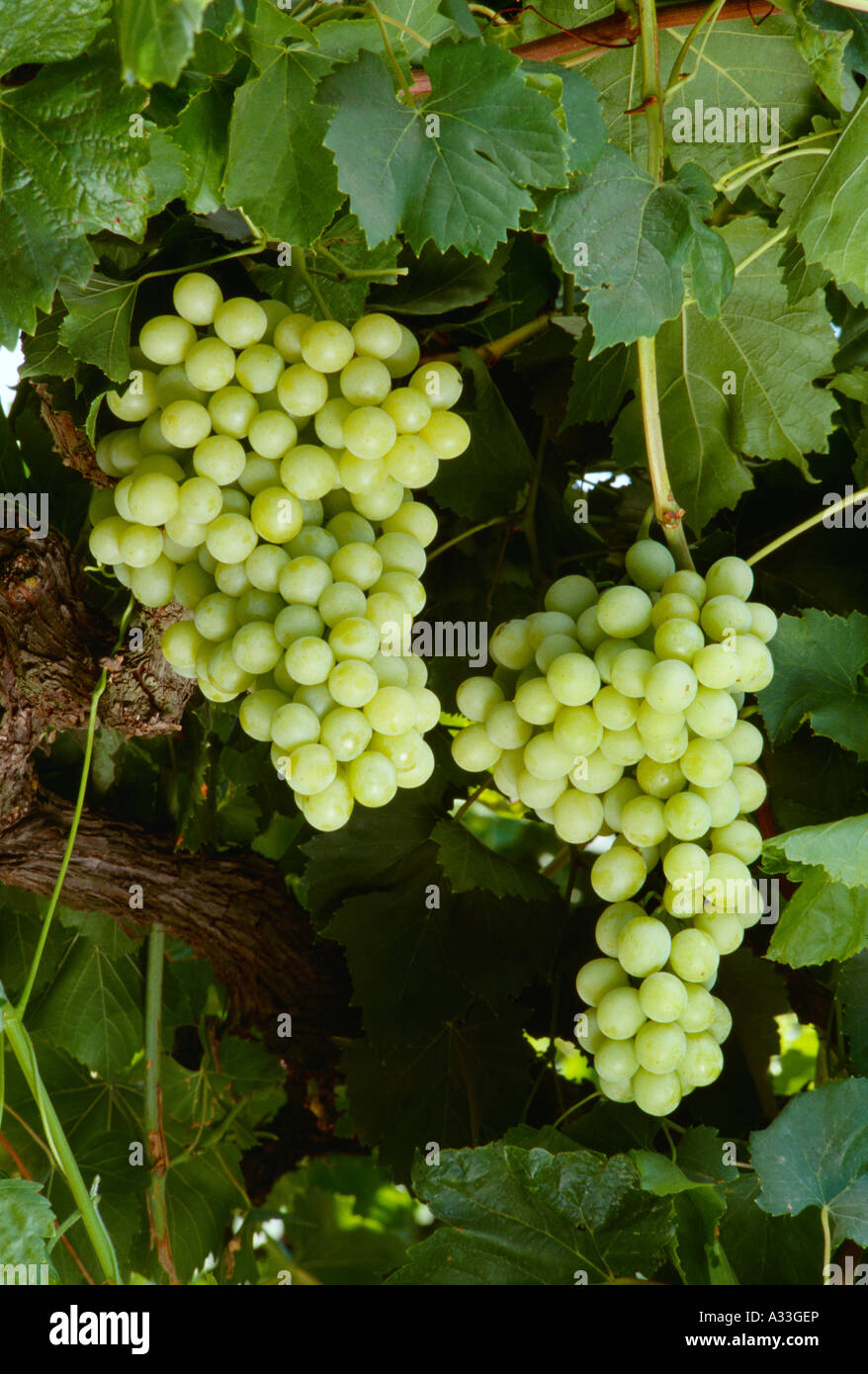 Agriculture - Mature clusters of Pearlette table grapes on the vine ...