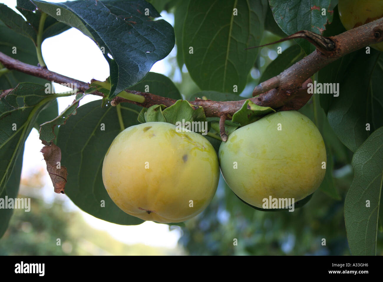 Cachi fruit hi-res stock photography and images - Alamy