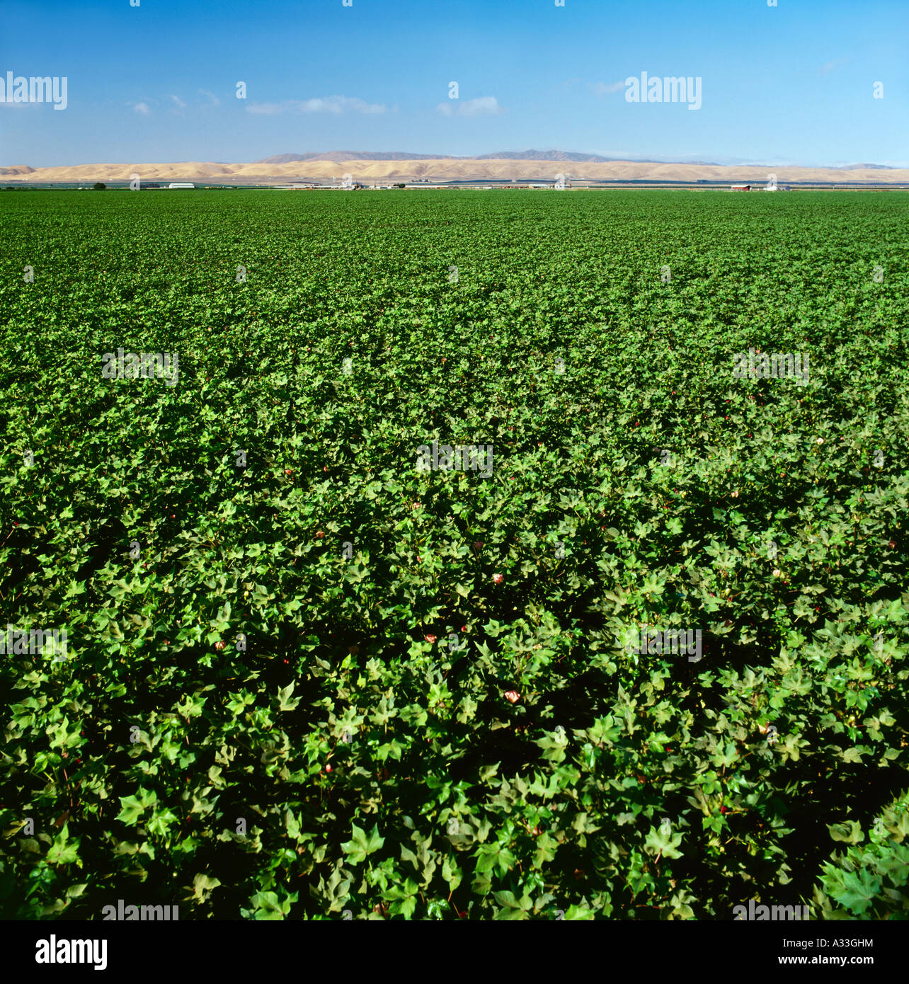 Agriculture - Mid growth bloom stage cotton field / near Los Banos ...