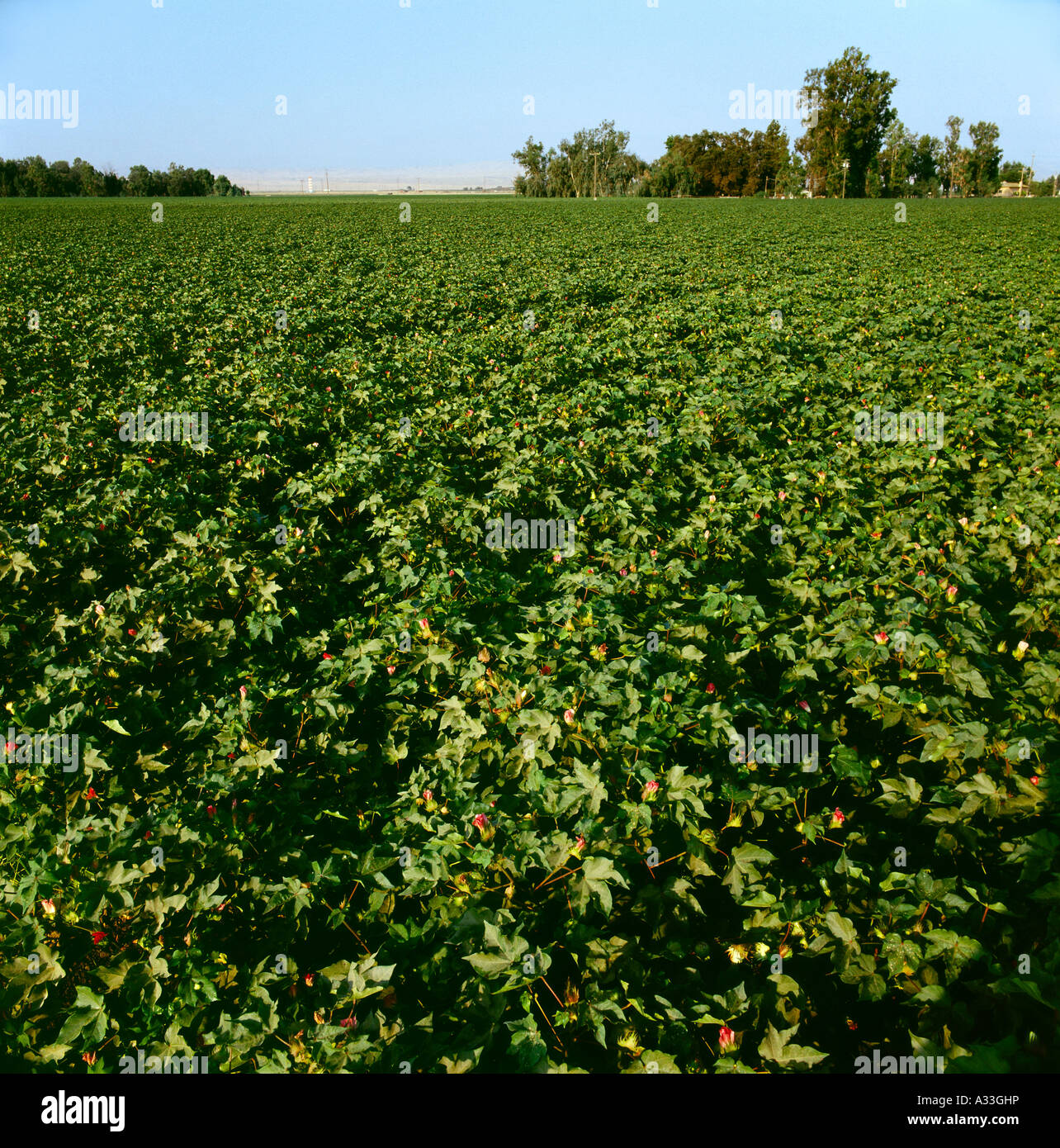 Agriculture - Mid growth bloom stage cotton field in early morning ...