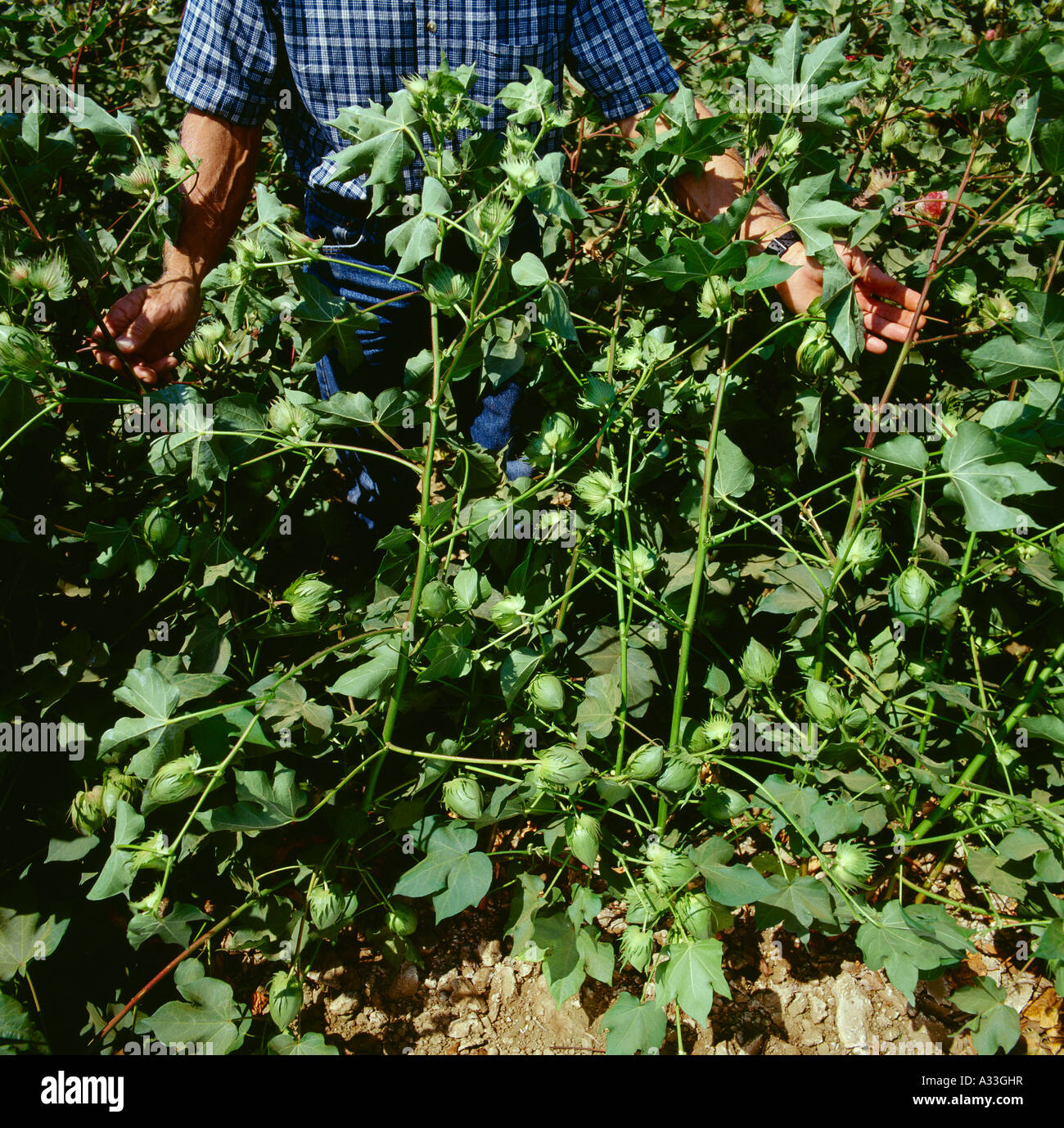 Cotton plant pin head square hi-res stock photography and images - Alamy