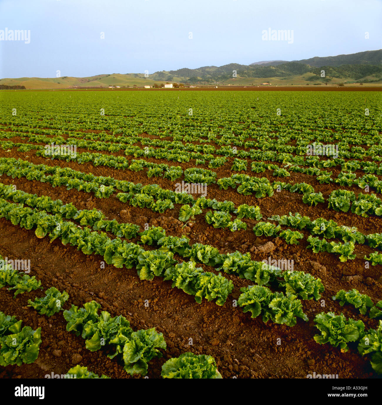 Agriculture - Field of healthy mid growth green leaf lettuce in late ...