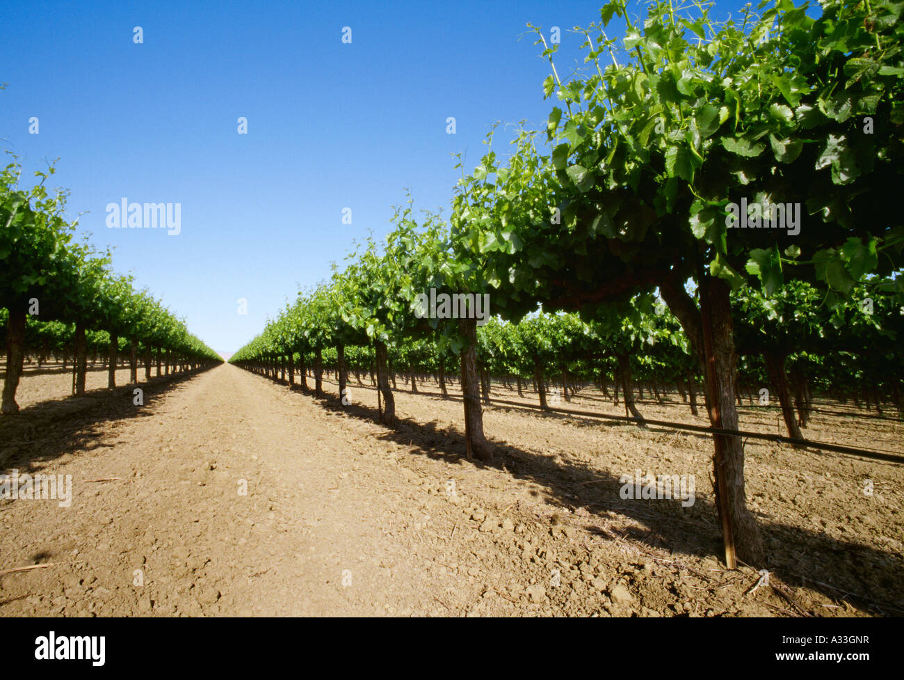 Low view looking down rows in a table grape vineyard showing Spring ...