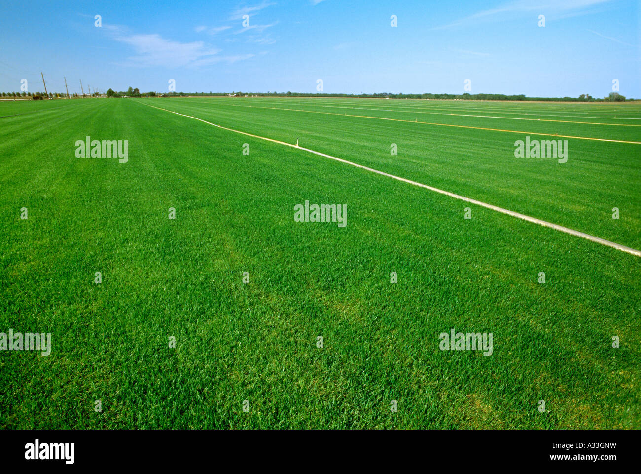 Agriculture - Healthy crop of grass sod at a commercial sod farm / San ...
