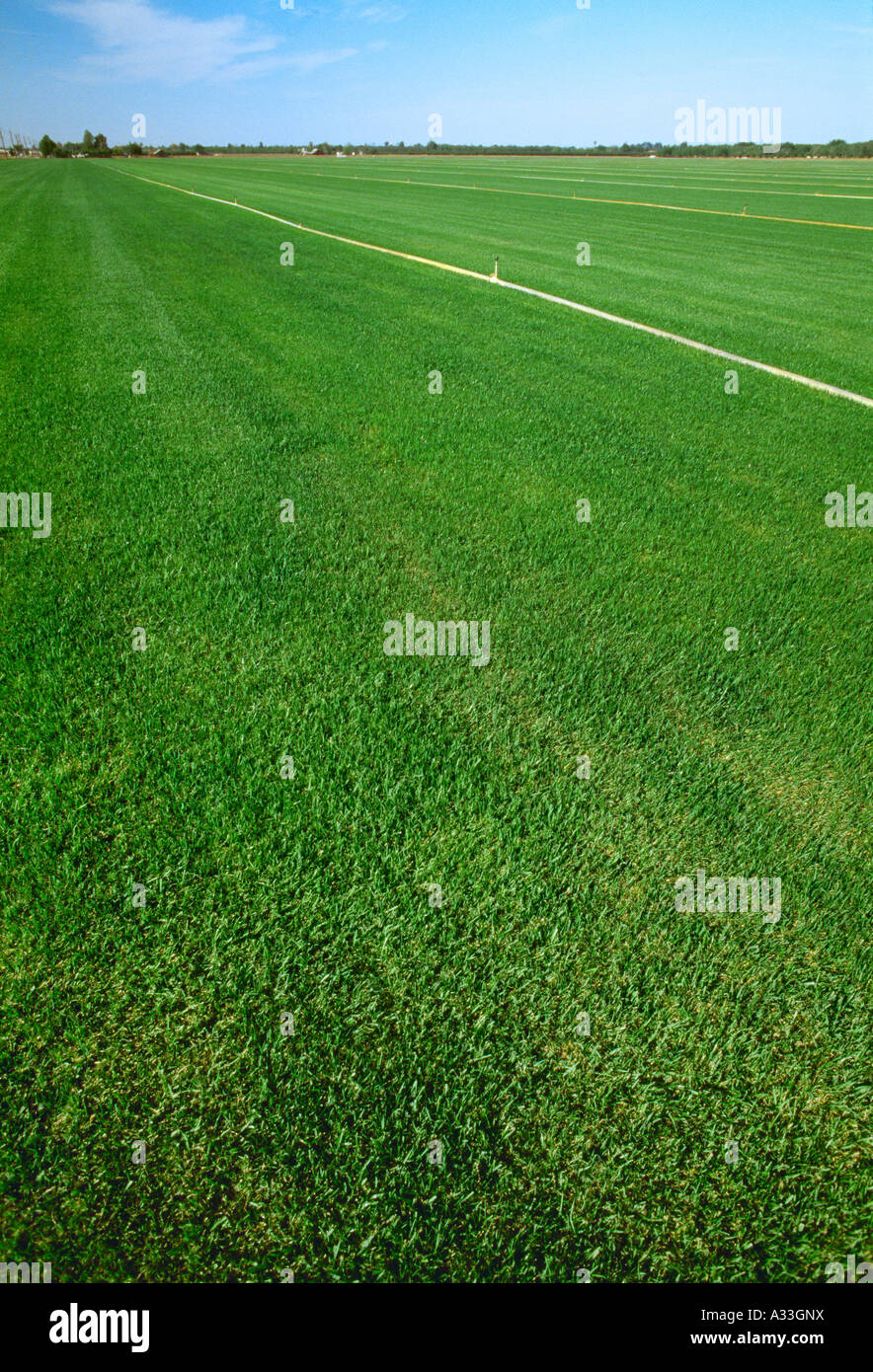 Agriculture - Healthy crop of grass sod at a commercial sod farm / San ...