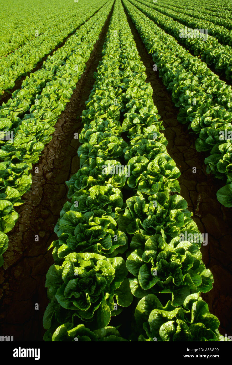 Field of mid growth Romaine lettuce in Spring / Salinas Valley, CA, USA ...