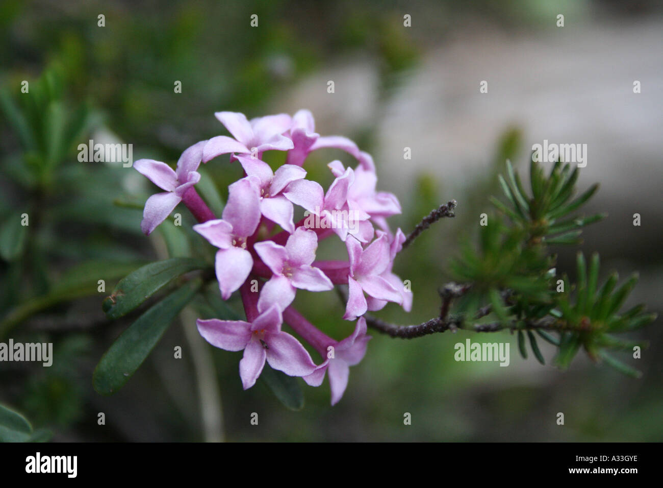 Garland flower Daphne cneorum blooms on limestone soil in the Italian ...