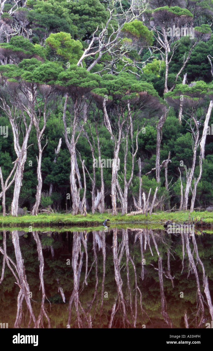 Native Bush at Tidal River Wilsons Promontory National Park Victoria ...