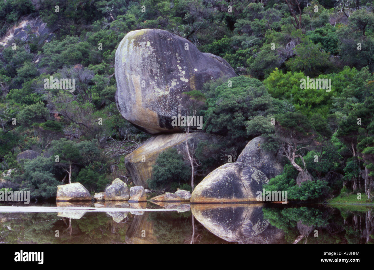 Tea ti tree hi-res stock photography and images - Alamy