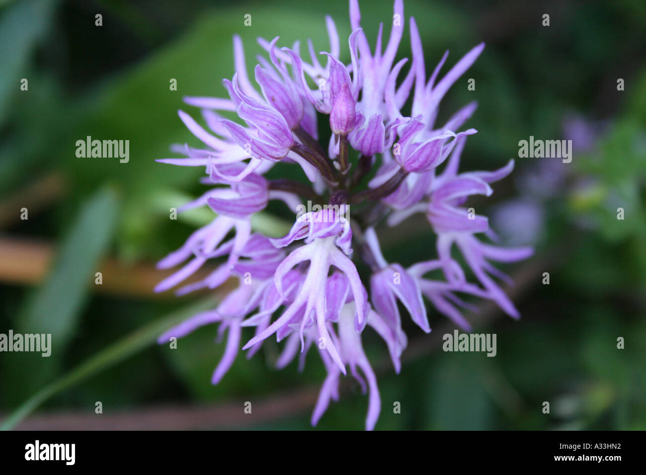 The Orchis italica, whose straggly pink petals resemble a human figure ...