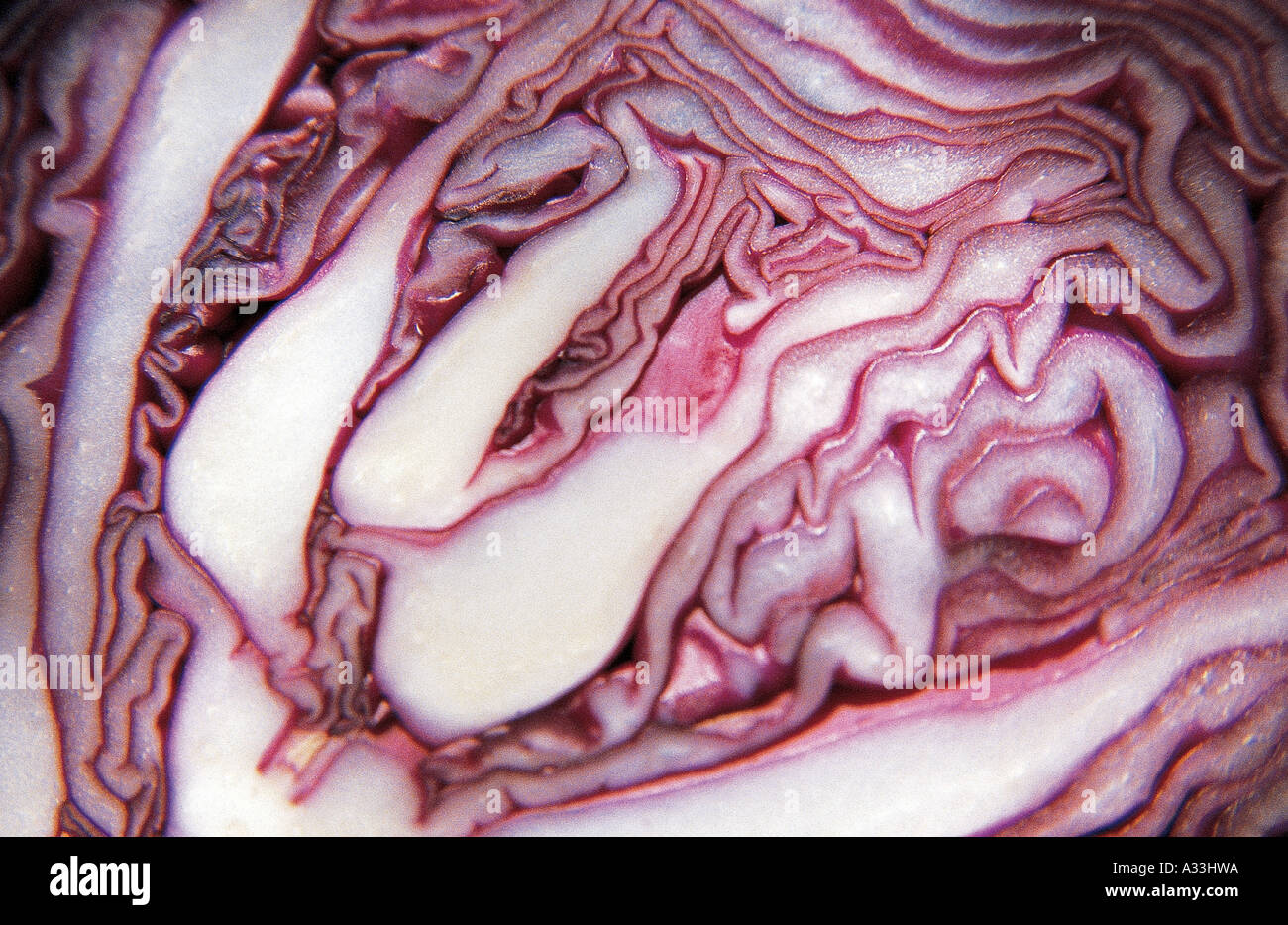 A close view on cut surface of the red cabbage Stock Photo - Alamy