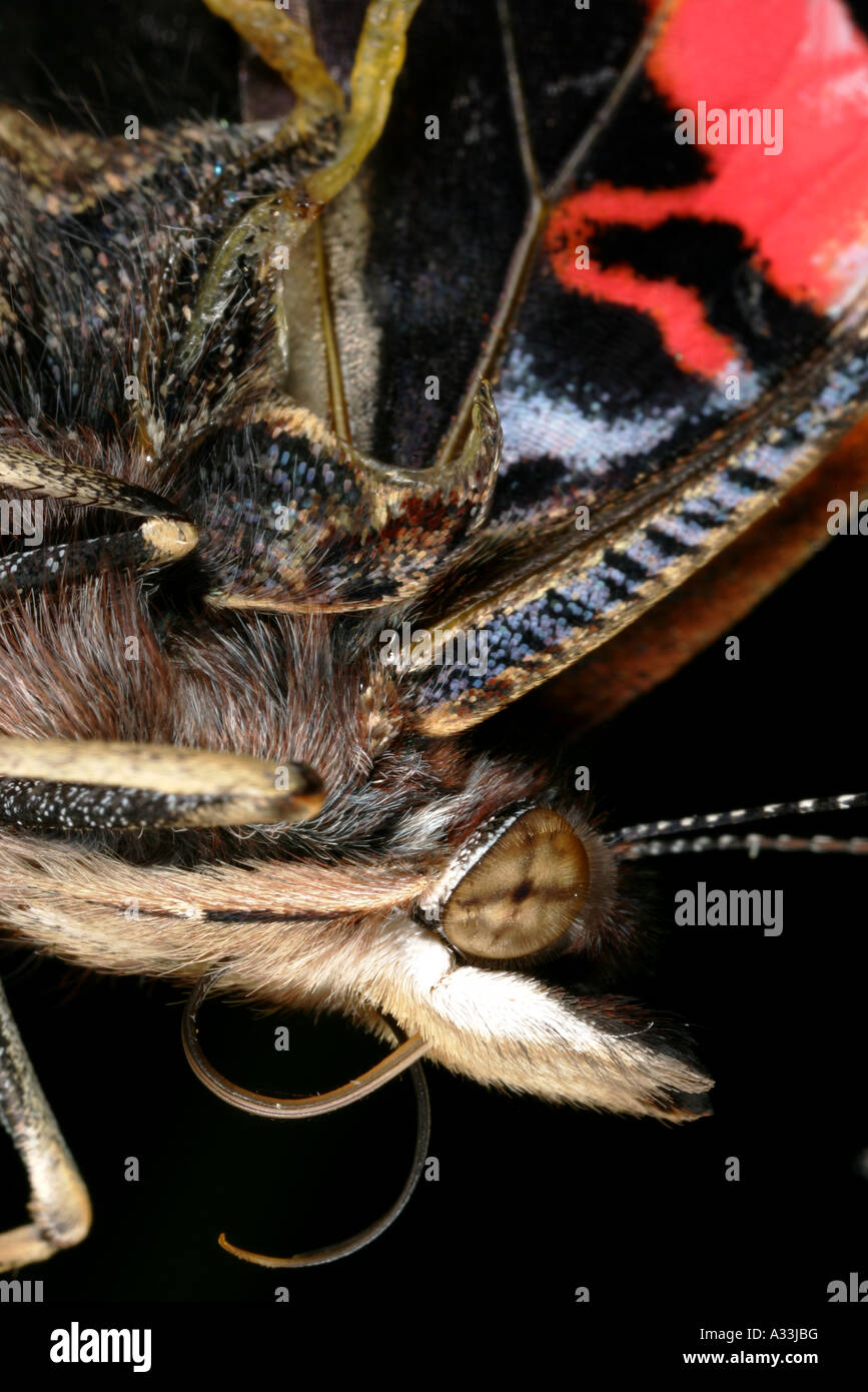 extreme macro of eyes and mouth of butterfly Stock Photo - Alamy