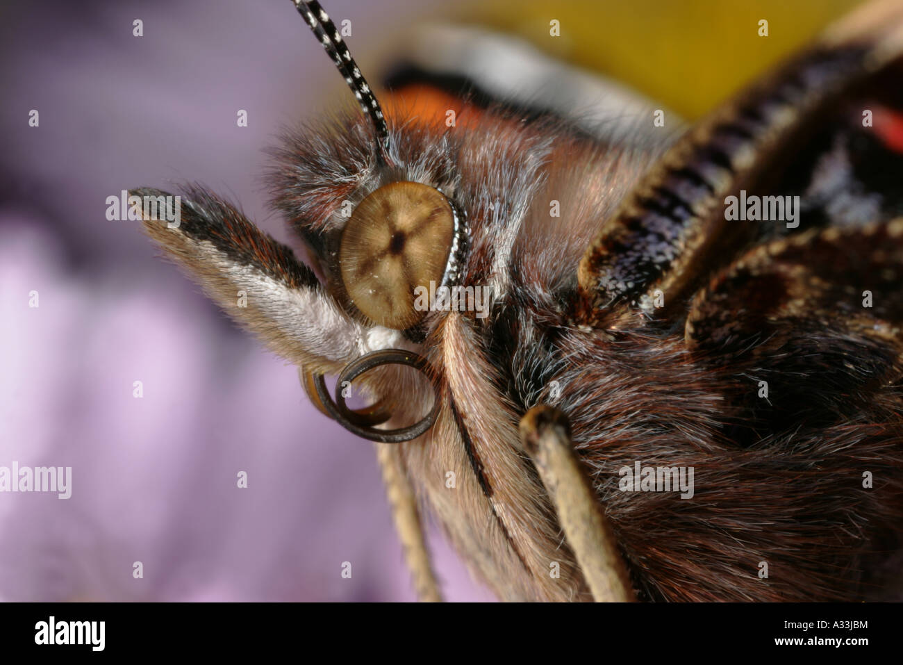 Extreme close up nose and mouth hi-res stock photography and images - Alamy