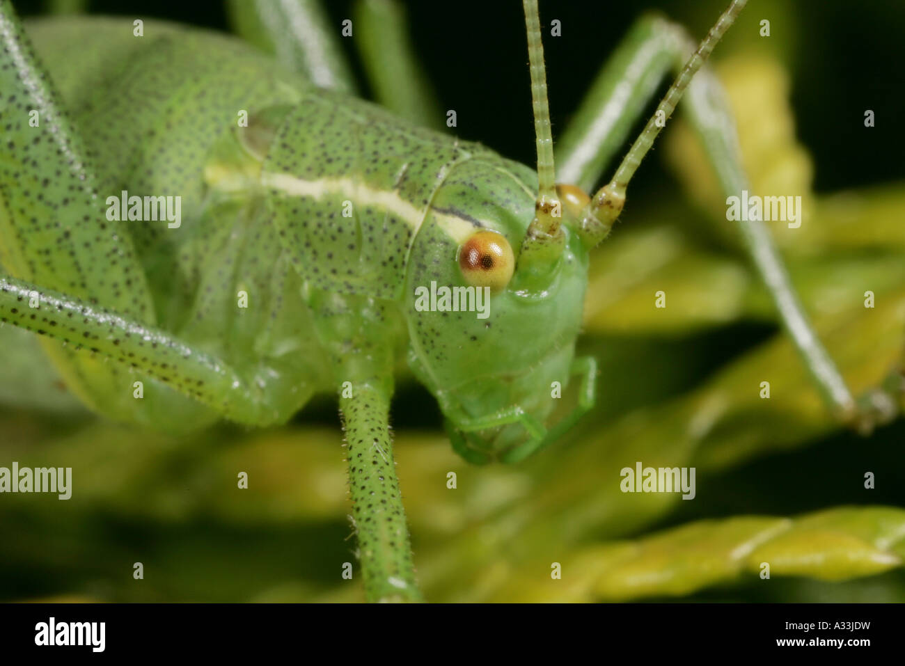 extreme macro of a speckled bush cricket Stock Photo - Alamy