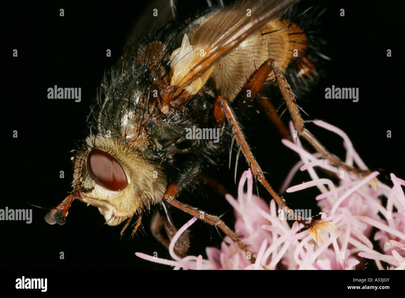 extreme macro of a tachina fera fly resting on flower Stock Photo - Alamy