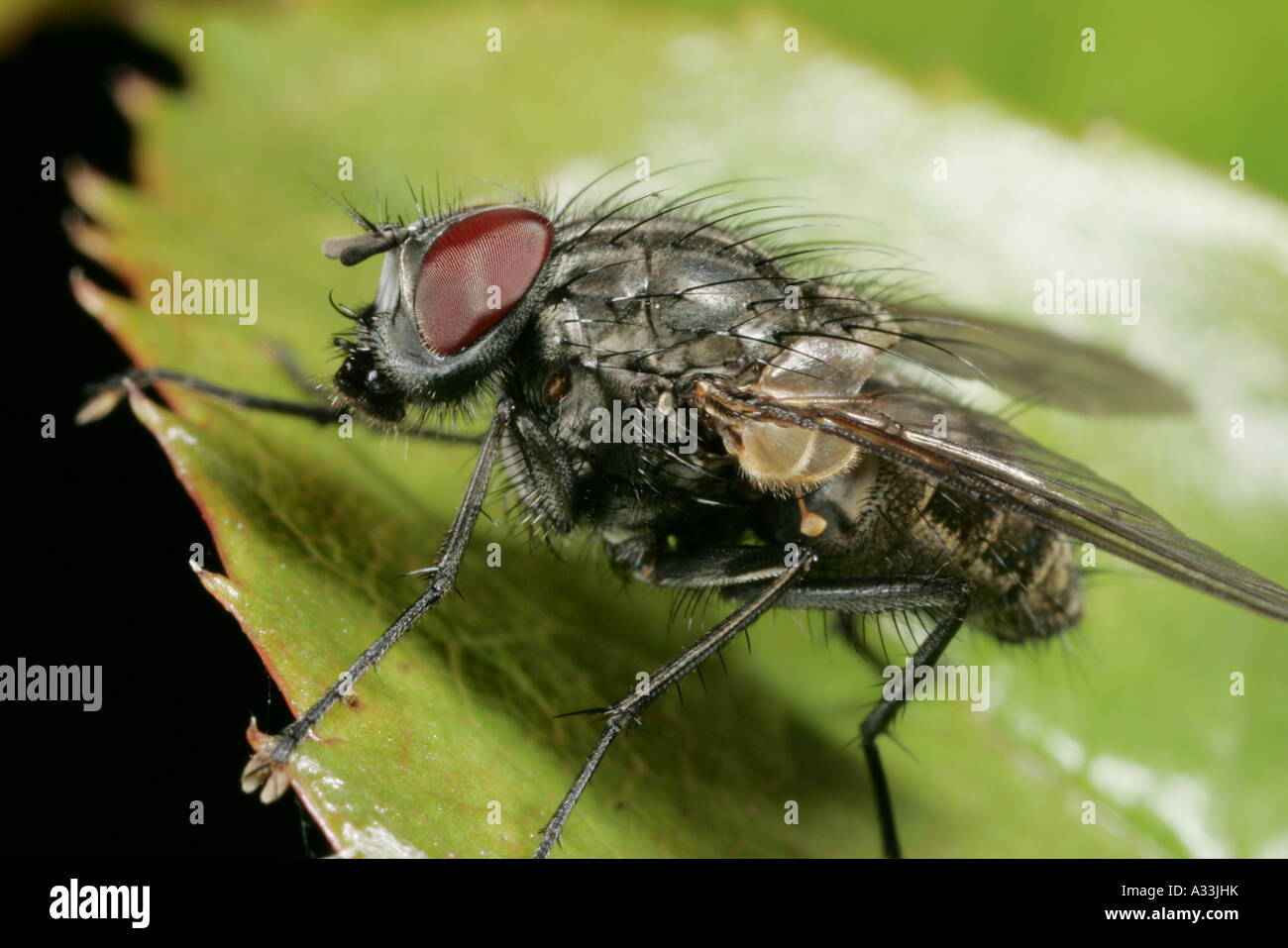 extreme macro of a bluebottle fly basking on a leaf in the sun Stock ...
