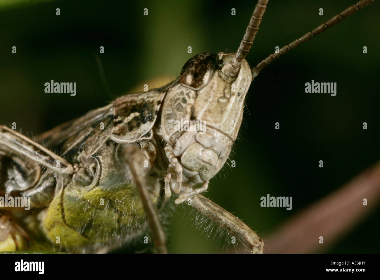 extreme macro of grasshopper looking into camera Stock Photo - Alamy