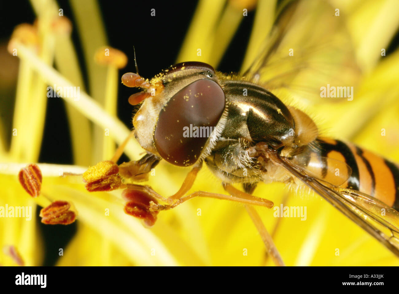 extreme macro of a hover fly feeding on pollen and nectar from a flower ...
