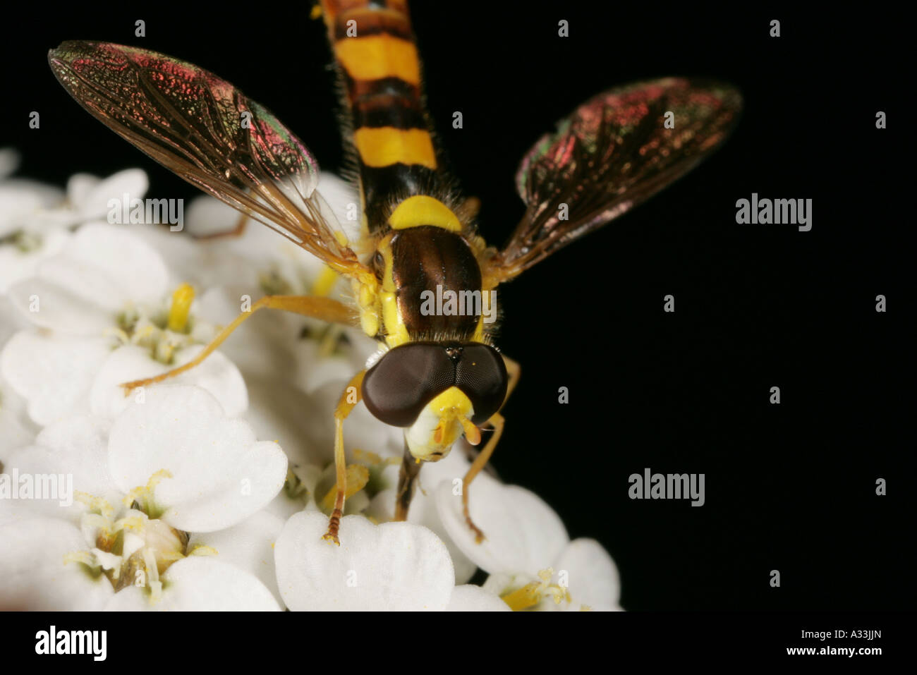 extreme macro of a hover fly feeding on pollen and nectar from a flower ...