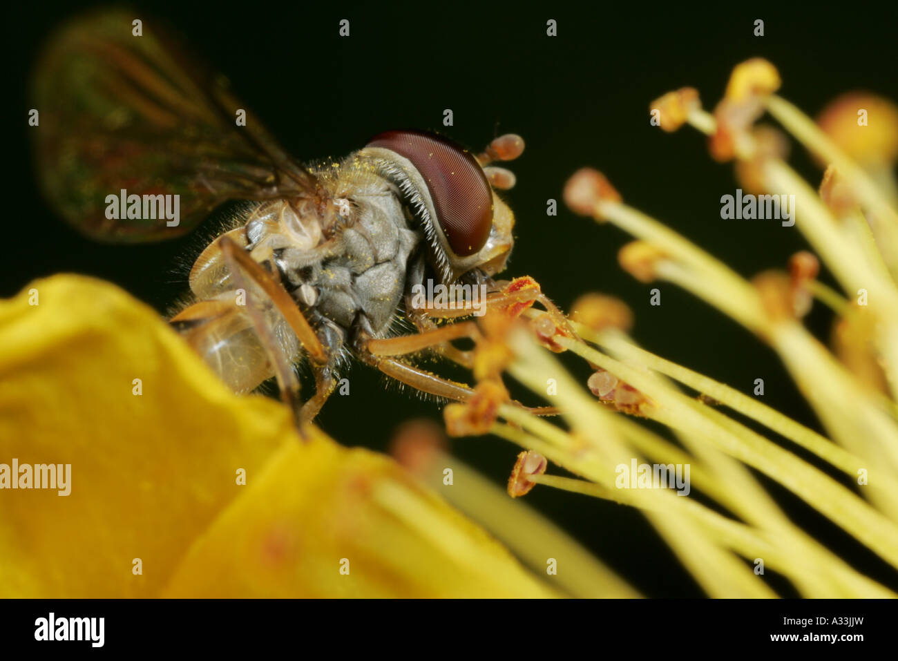 extreme macro of a hover fly feeding on pollen and nectar from a flower ...