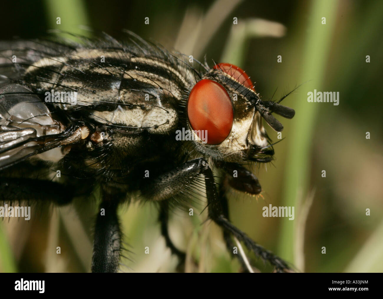 extreme macro of flesh fly Stock Photo - Alamy