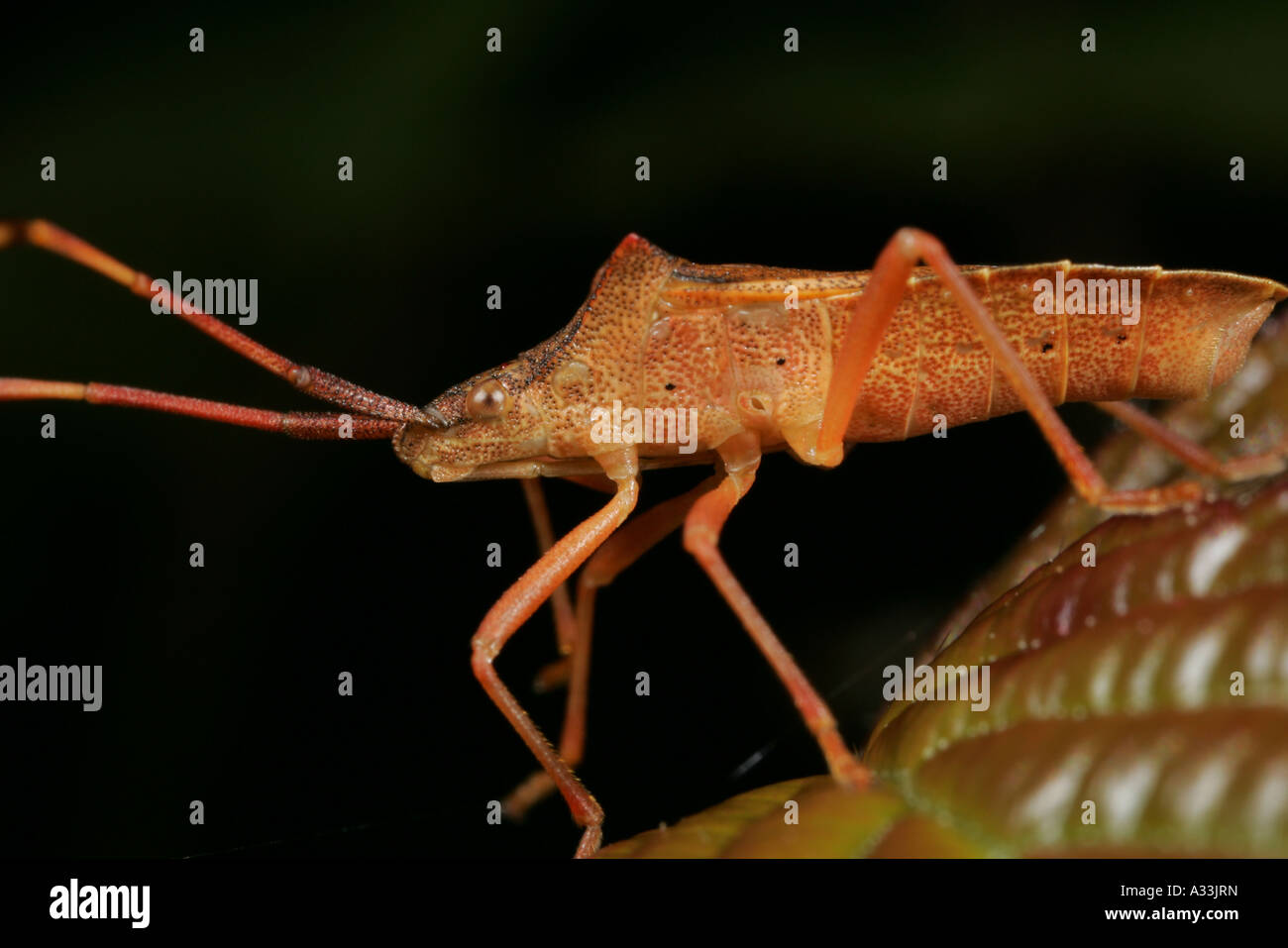 extreme macro of bug in the order of hemiptera family including shield ...