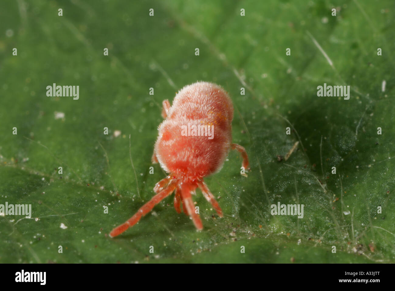 extreme macro of red velvet mite trombidium taken at 5x lifesize Stock ...