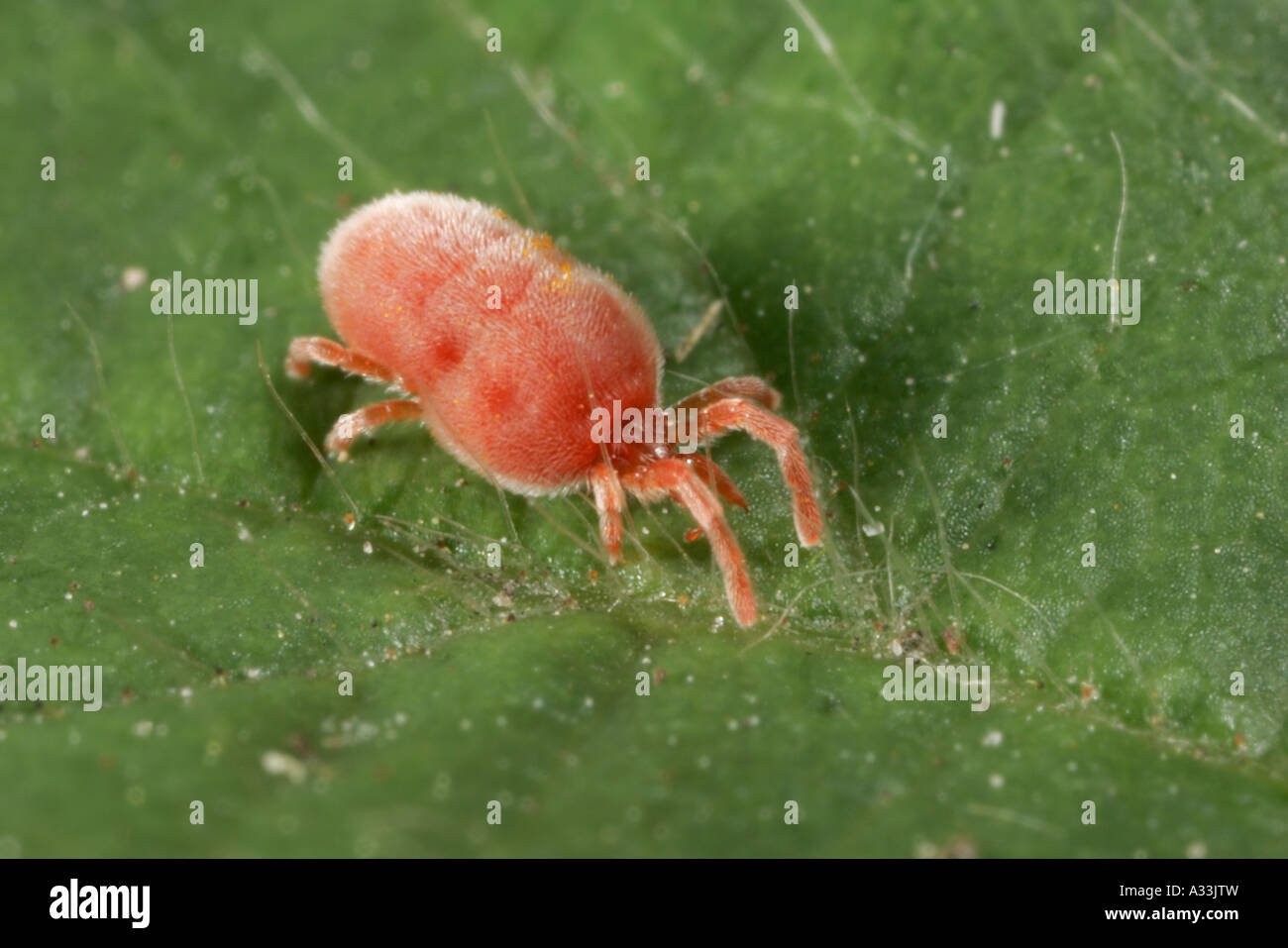extreme macro of red velvet mite trombidium taken at 5x lifesize Stock ...