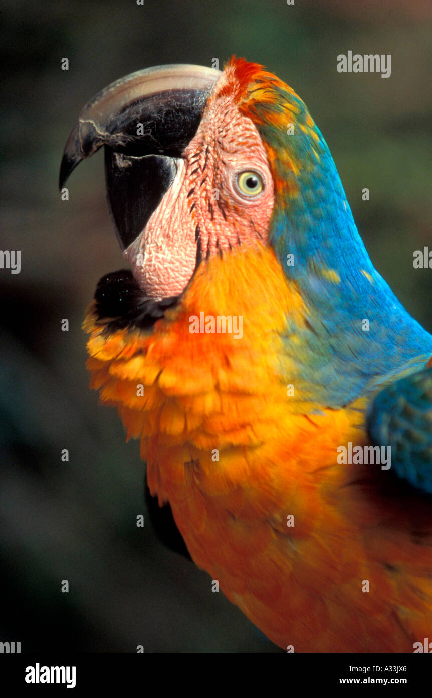 Parrot profile hi-res stock photography and images - Alamy