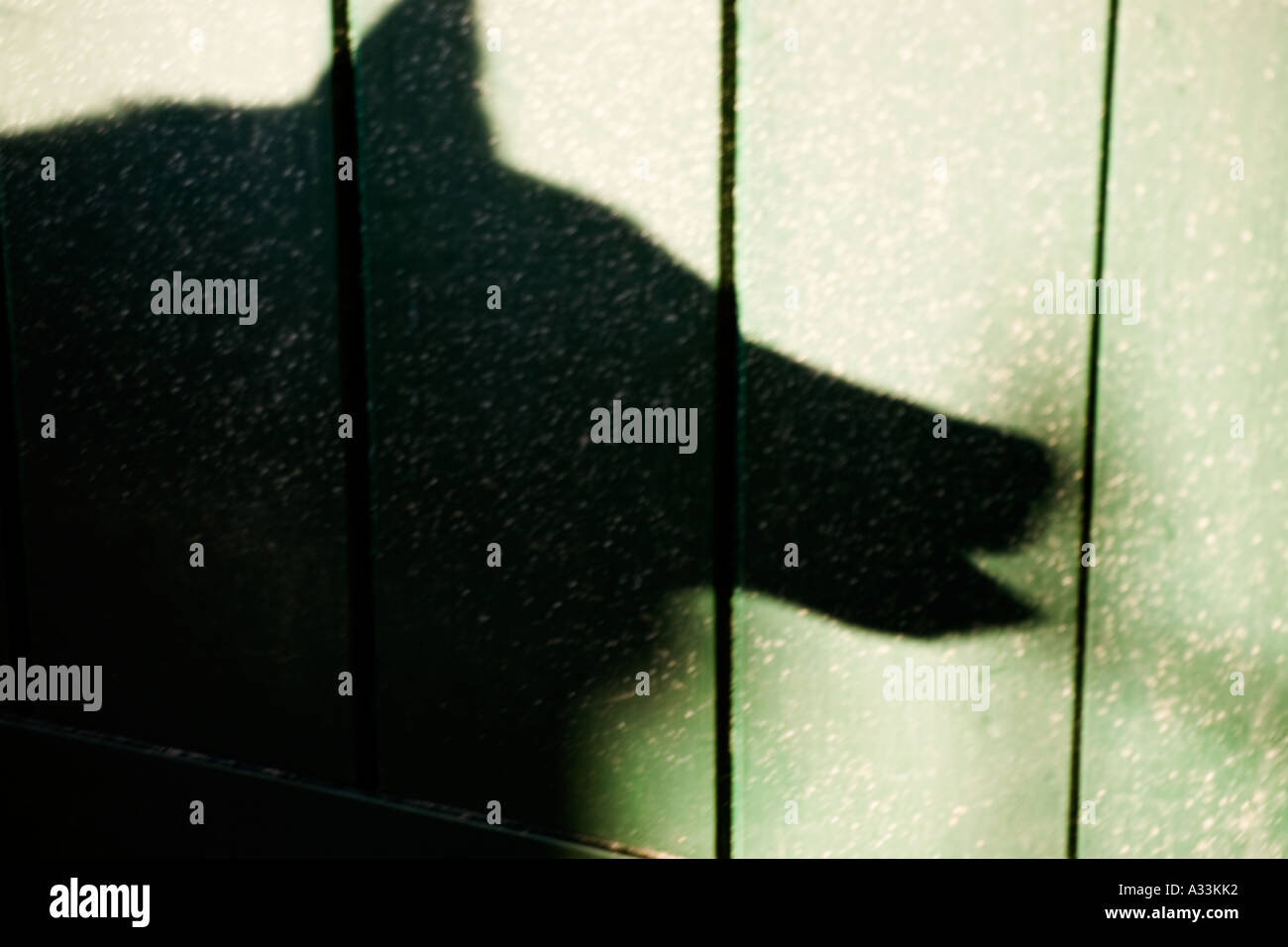 Scary dog silhouette hi-res stock photography and images - Alamy