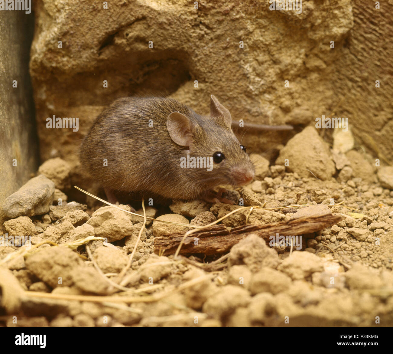 HOUSE MOUSE (MUS MUSCULUS) / STUDIO Stock Photo - Alamy