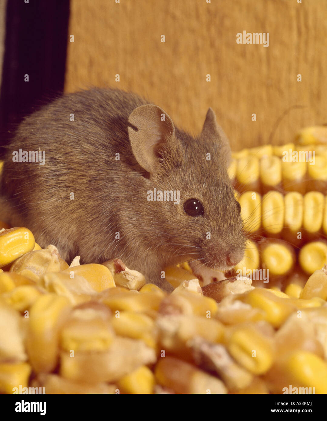 HOUSE MOUSE (MUS MUSCULUS) / STUDIO Stock Photo - Alamy