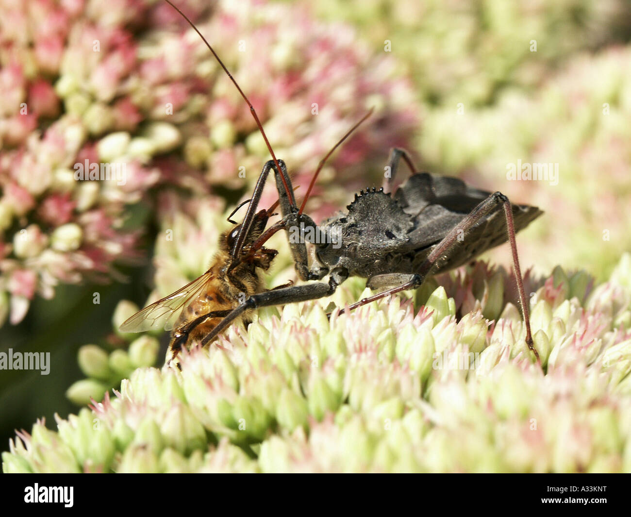 WHEEL BUG OR ASSASSIN BUG (ARILUS CRISTATUS) ADULT ON FLOWER; PREDATOR ...